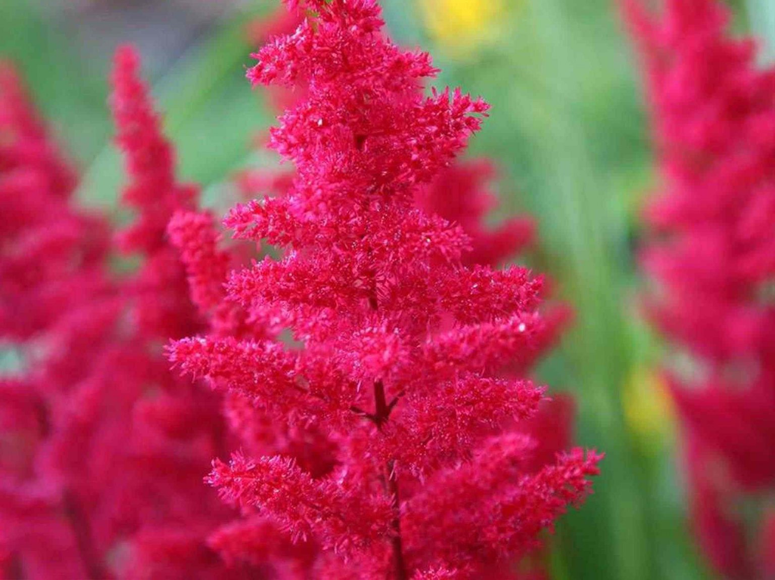 What Are Perennials? - Primrose Garden Club | Expert Tips, Advice ...