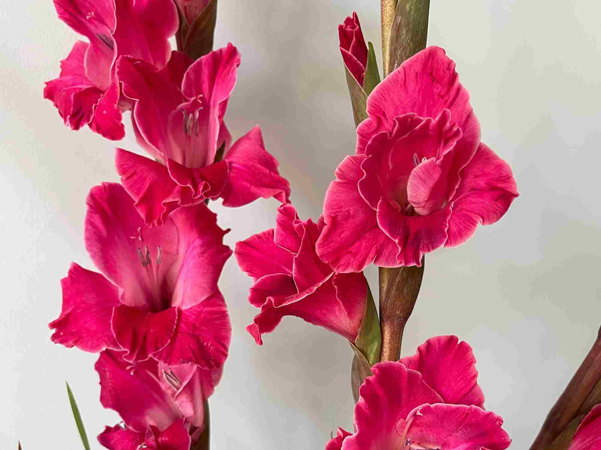 When to Plant Summer Bulbs - Primrose UK