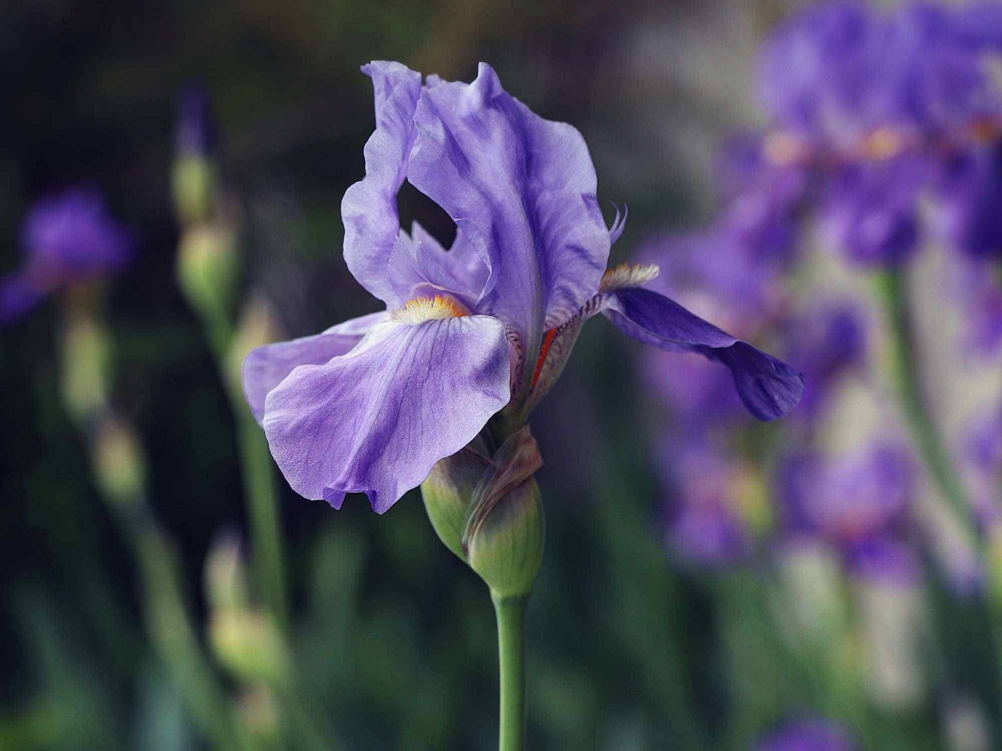 When to Plant Summer Bulbs - Primrose UK