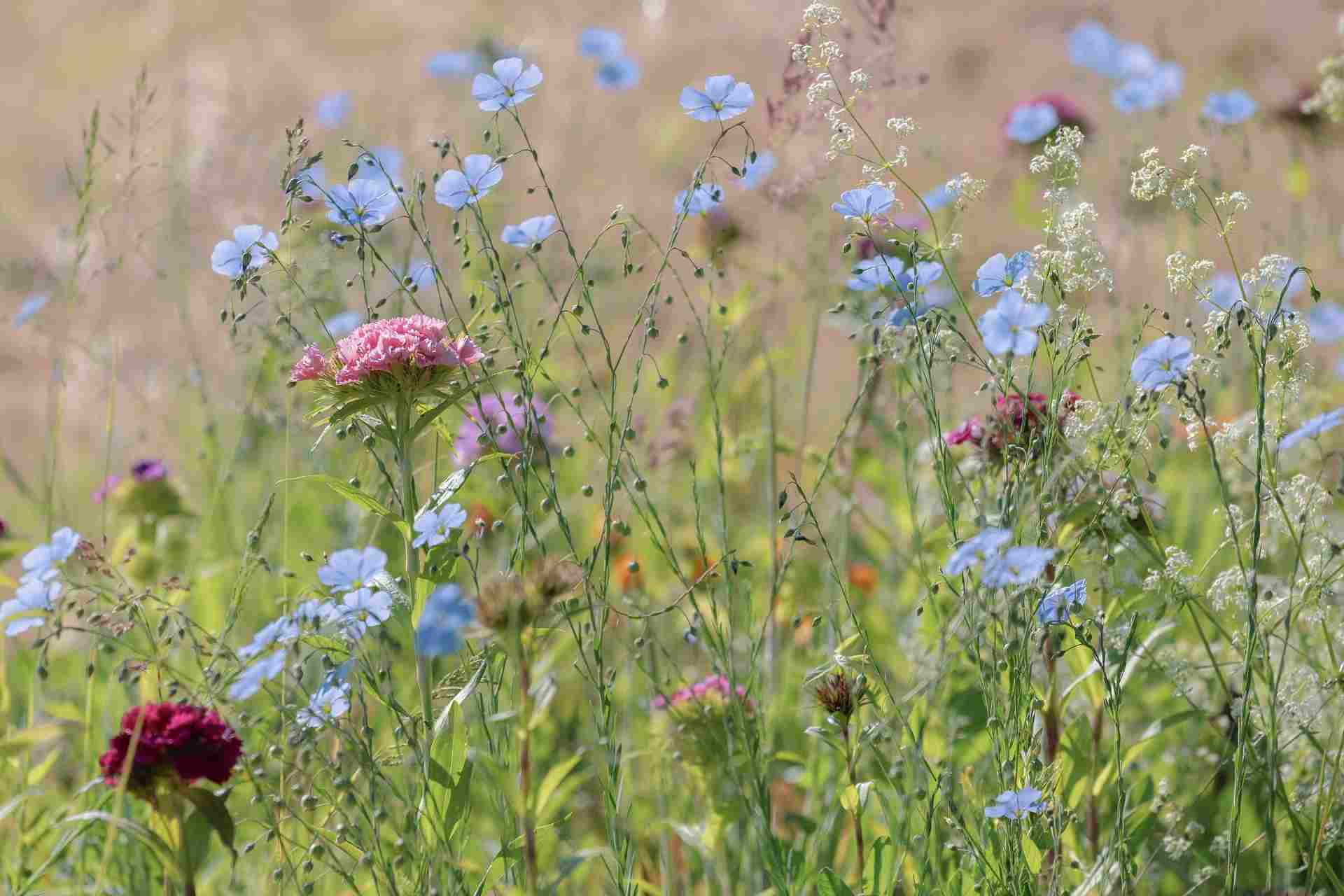How to Sow Wildflower Seeds - Primrose UK