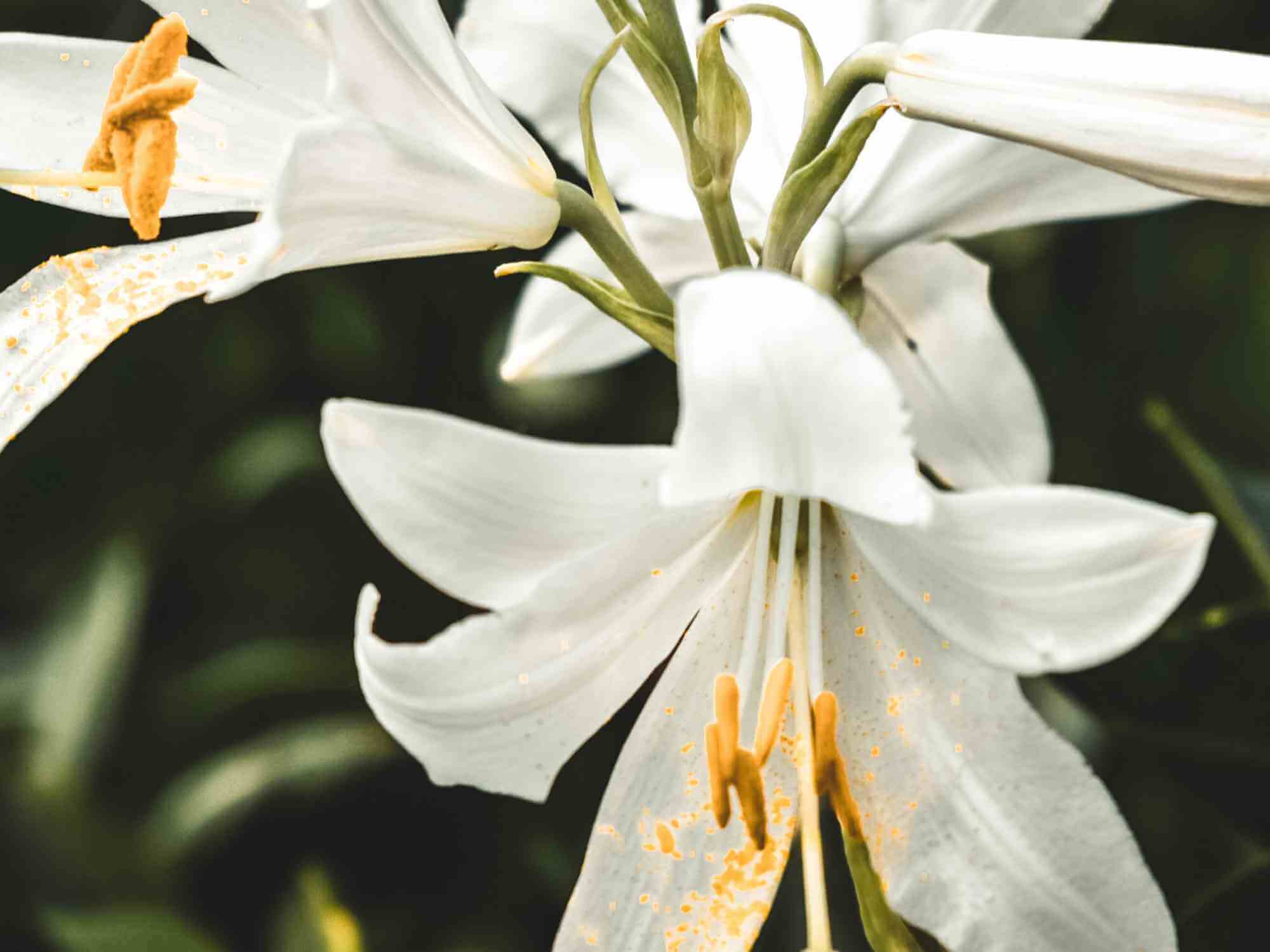A Complete Guide to Growing Lilies - Primrose UK