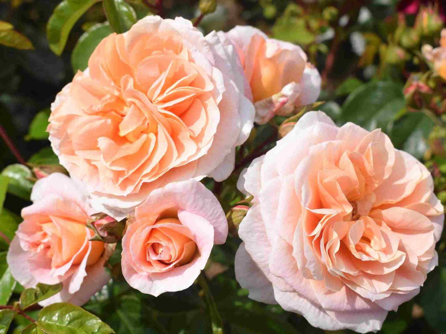 A Complete Guide to Roses - Primrose UK
