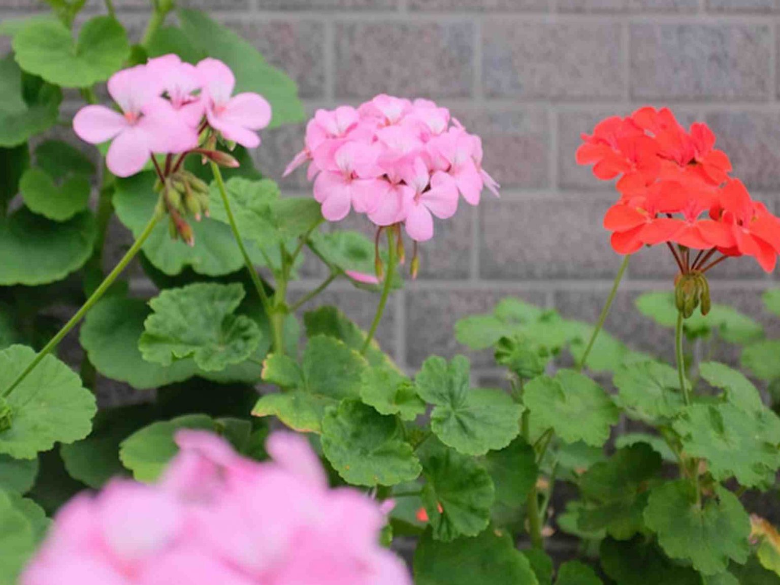 When to Plant Spring Bedding Plants - Primrose UK