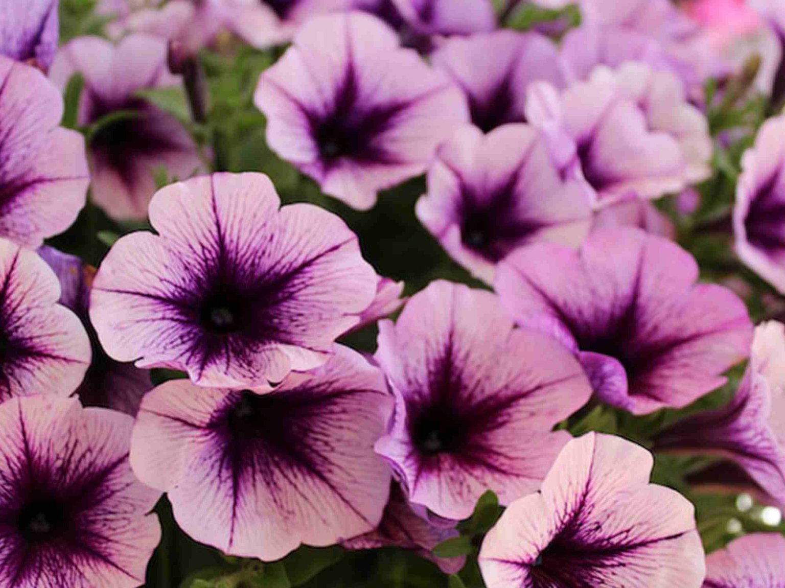 When to Plant Spring Bedding Plants - Primrose UK