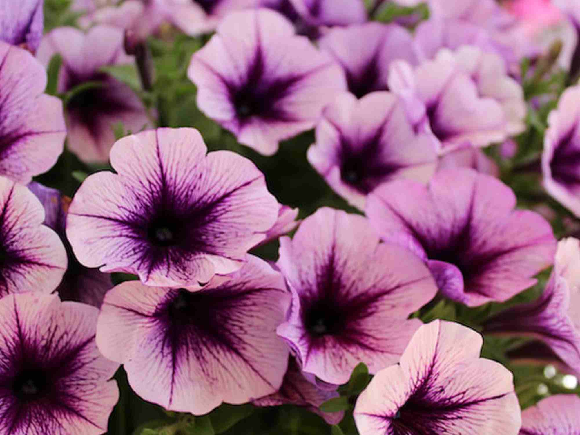 When to Plant Spring Bedding Plants - Primrose UK