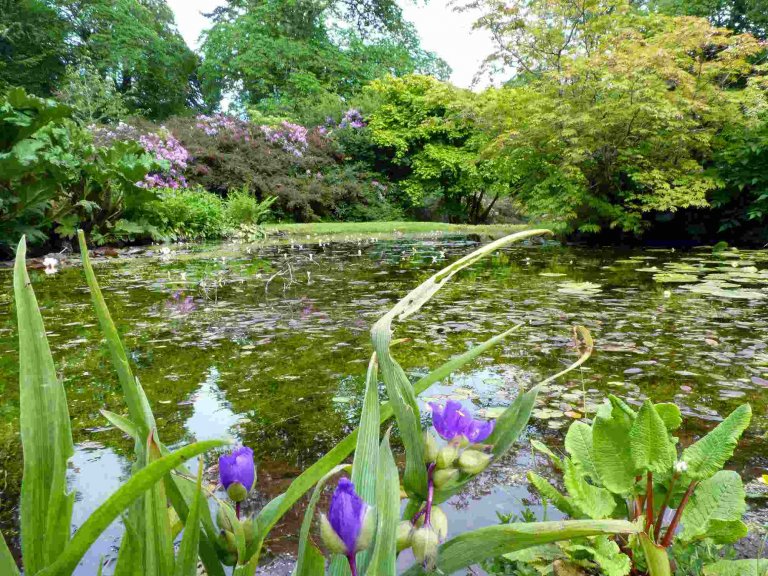 How to Plant Pond Plants - The Primrose Garden Club | Expert Tips ...