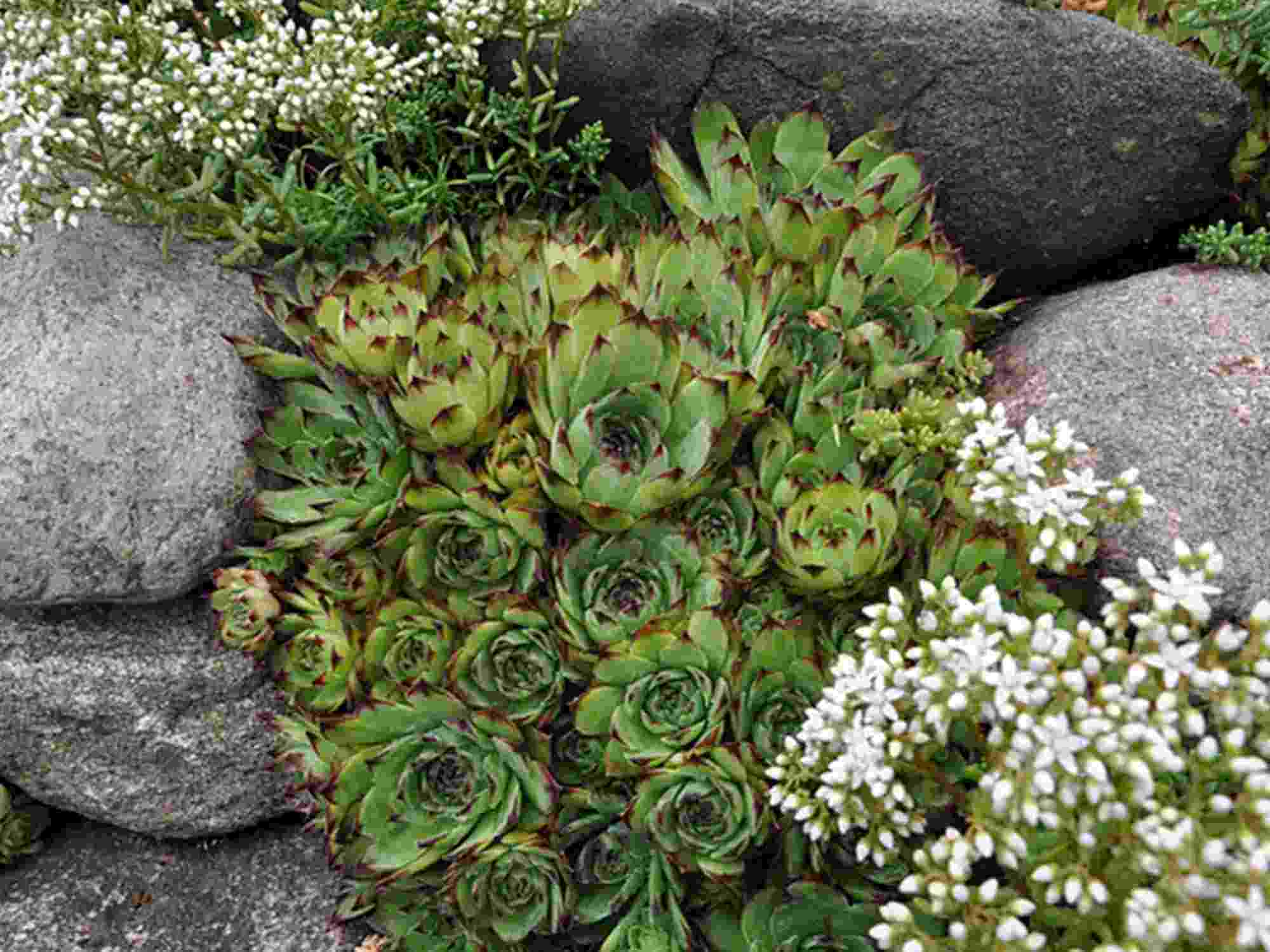 How to Build a Rockery Garden - Primrose Garden Club | Expert Tips ...