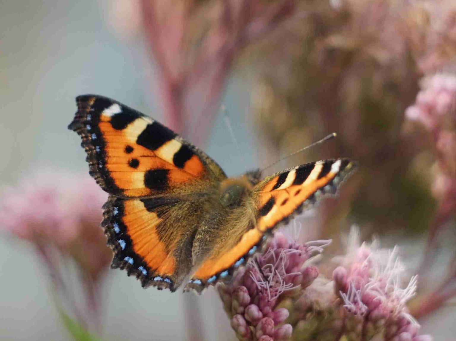 What is Flora and Fauna? - The Primrose Garden Club | Expert Tips ...