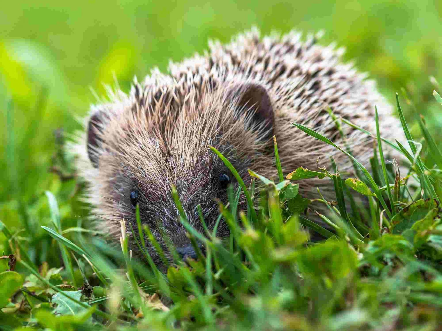 What is Flora and Fauna? - The Primrose Garden Club | Expert Tips ...