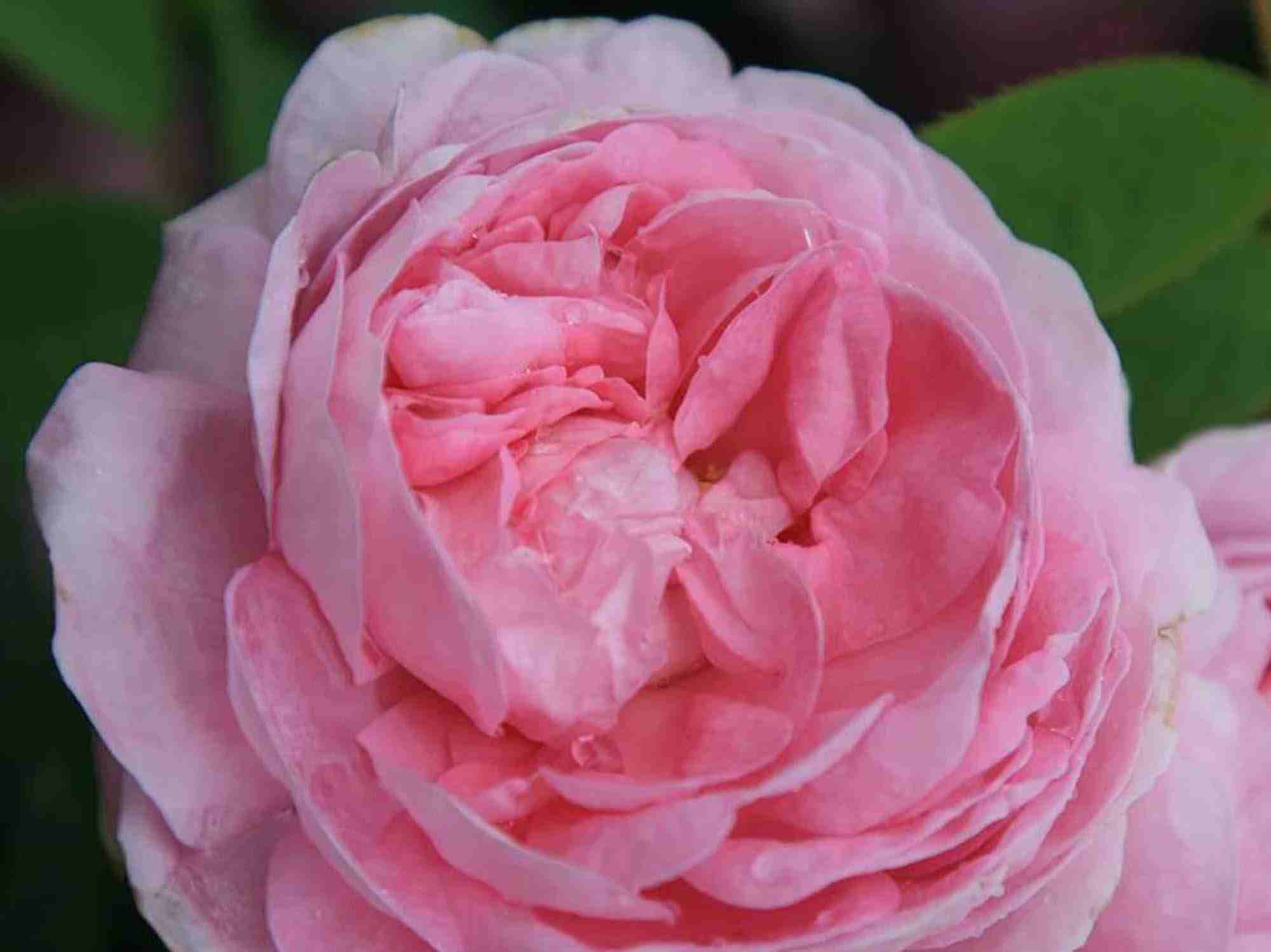 Top 20 Best Gardening Gifts - Primrose UK