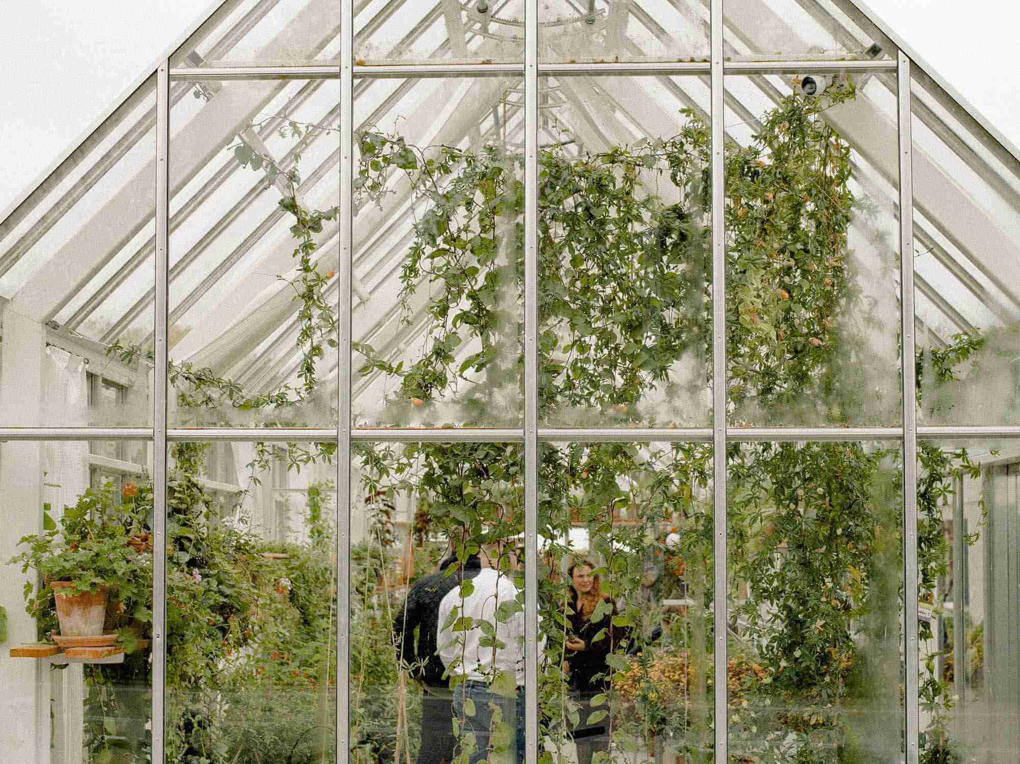Growing with Gusto: How to Supercharge Your Greenhouse this Summer ...