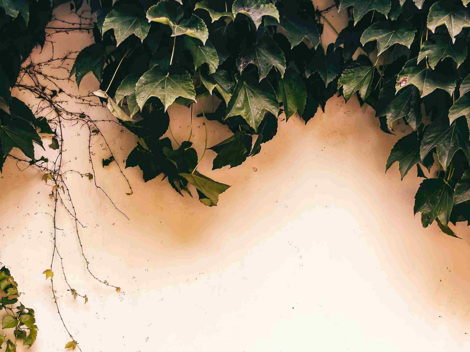 Tips for Planting a Garden that Improves Your Air Quality - Primrose