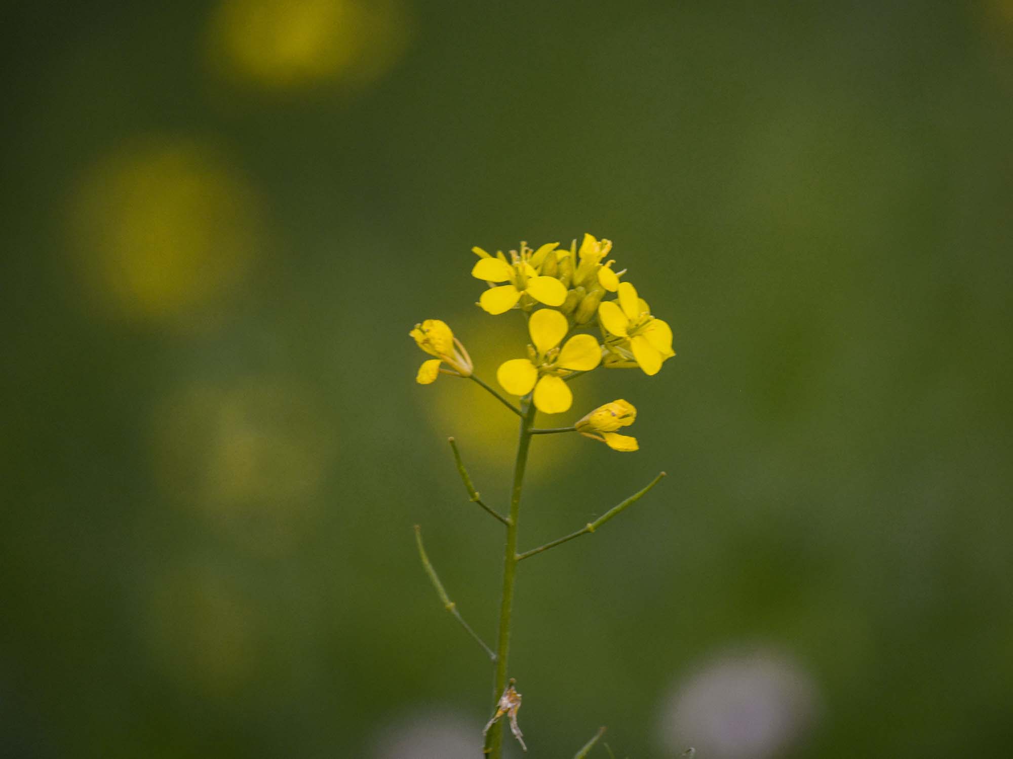 Tips for Planting a Garden that Improves Your Air Quality - Primrose
