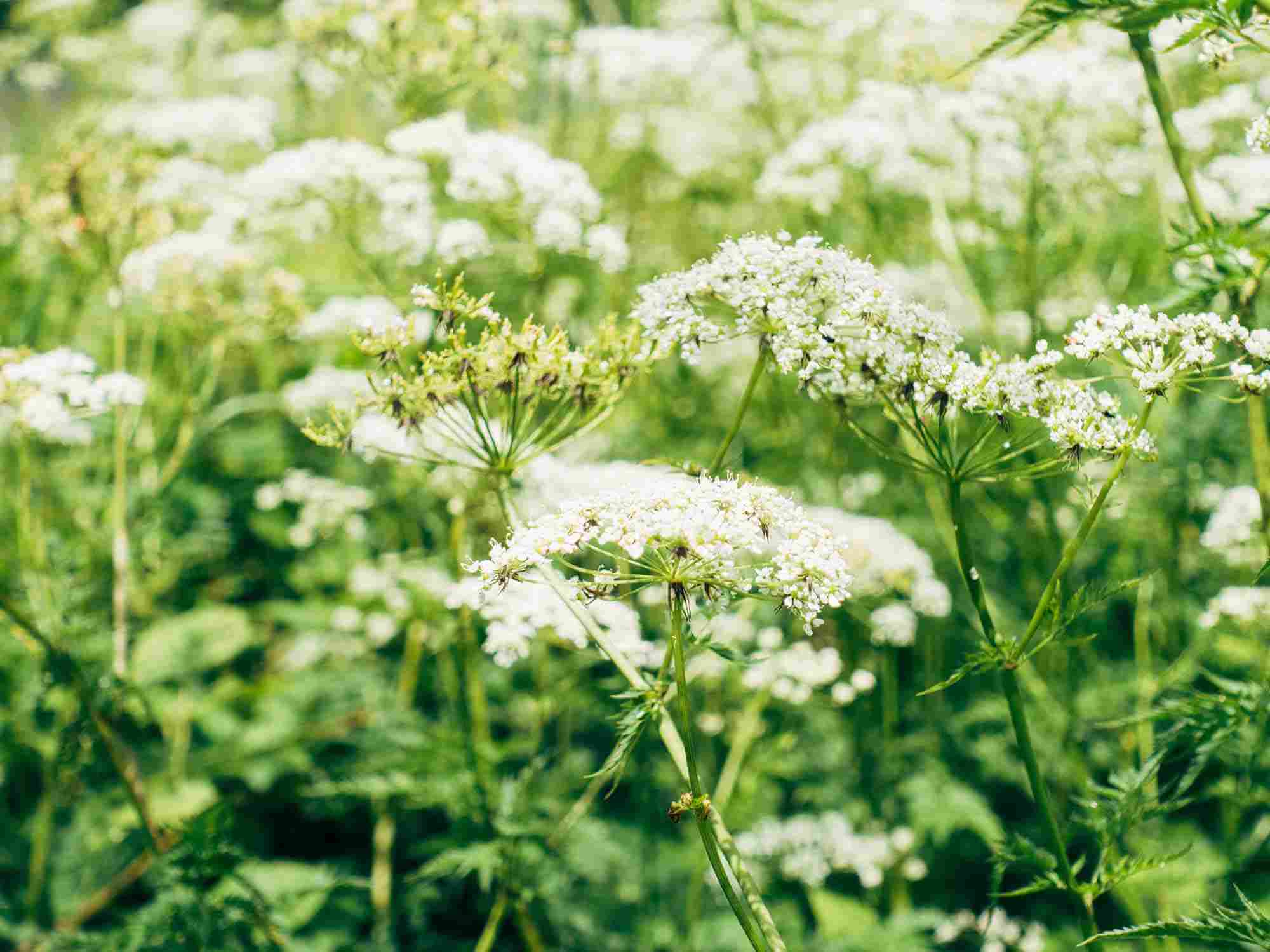 What is Flora and Fauna? - Gardening Tips, Advice and Inspiration