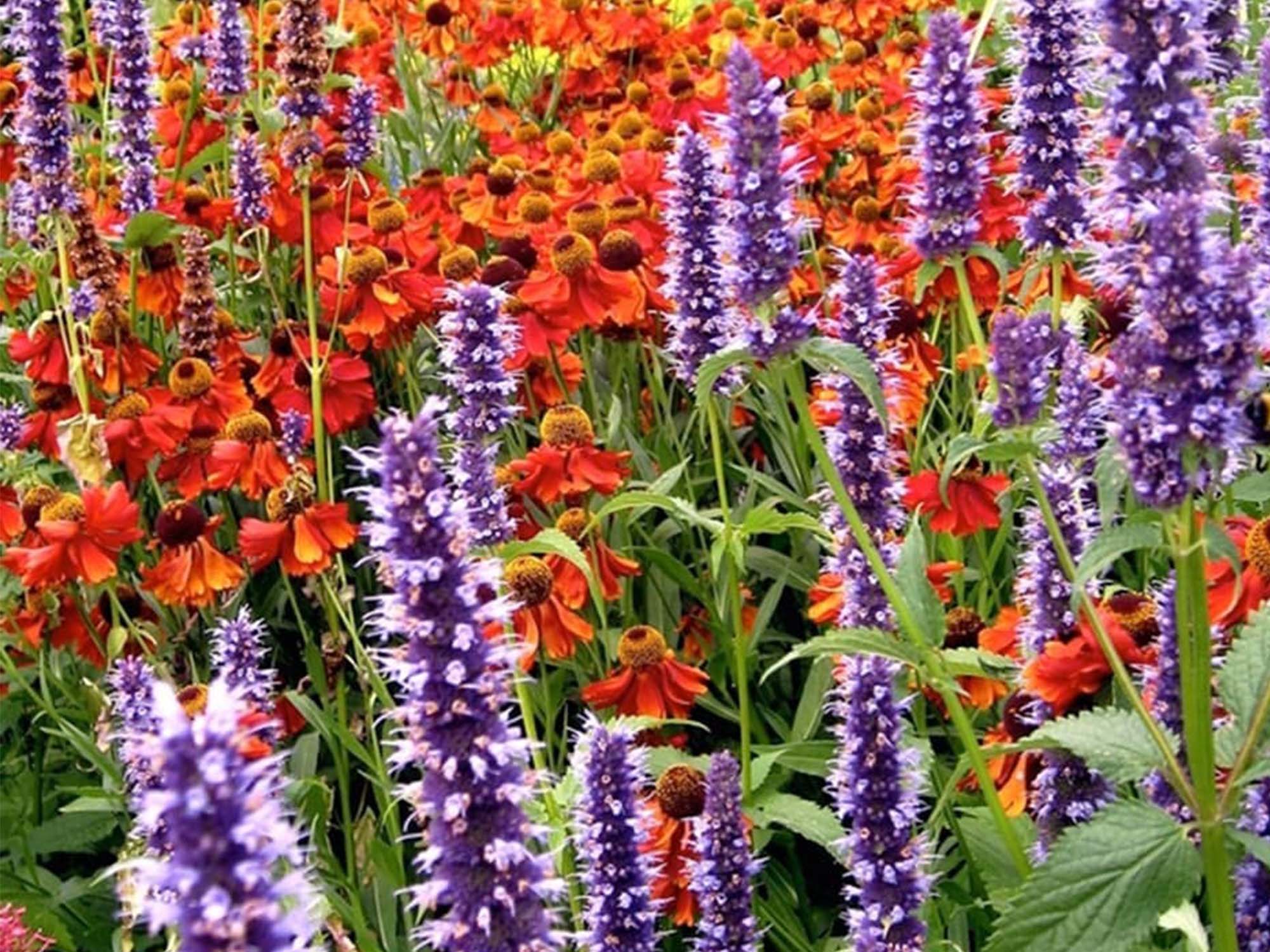 The Best Plant Combinations for Top Planting Schemes - Primrose