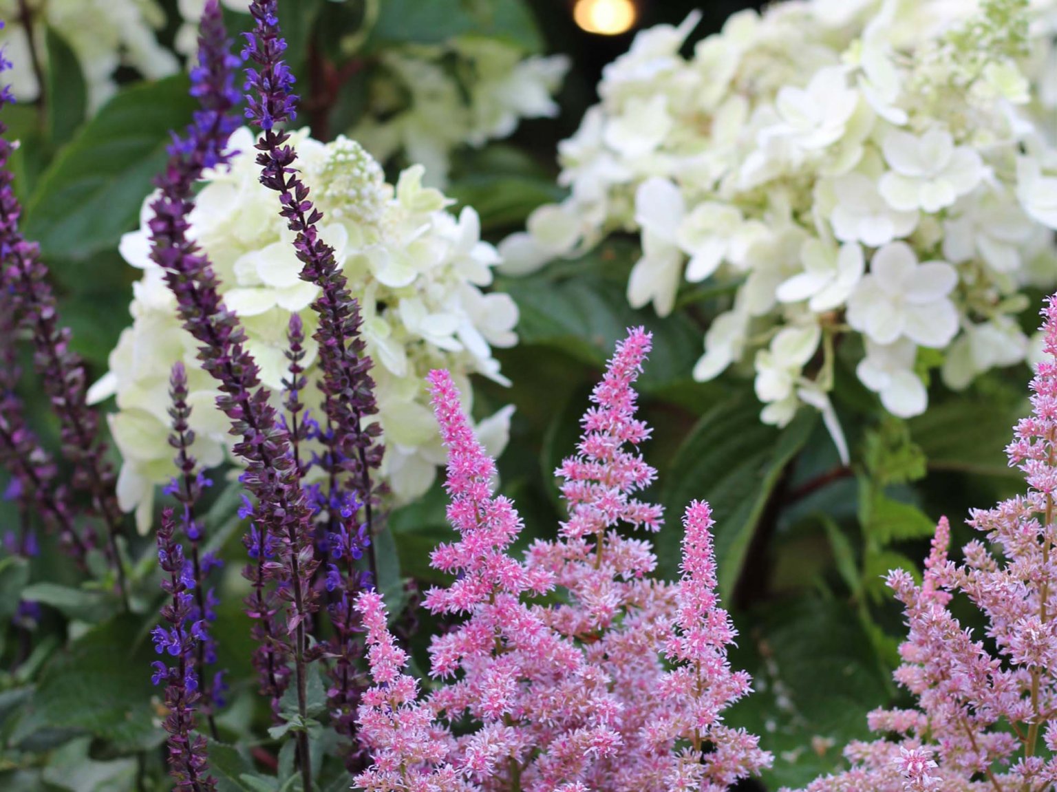 The Best Plant Combinations for Top Planting Schemes - Primrose