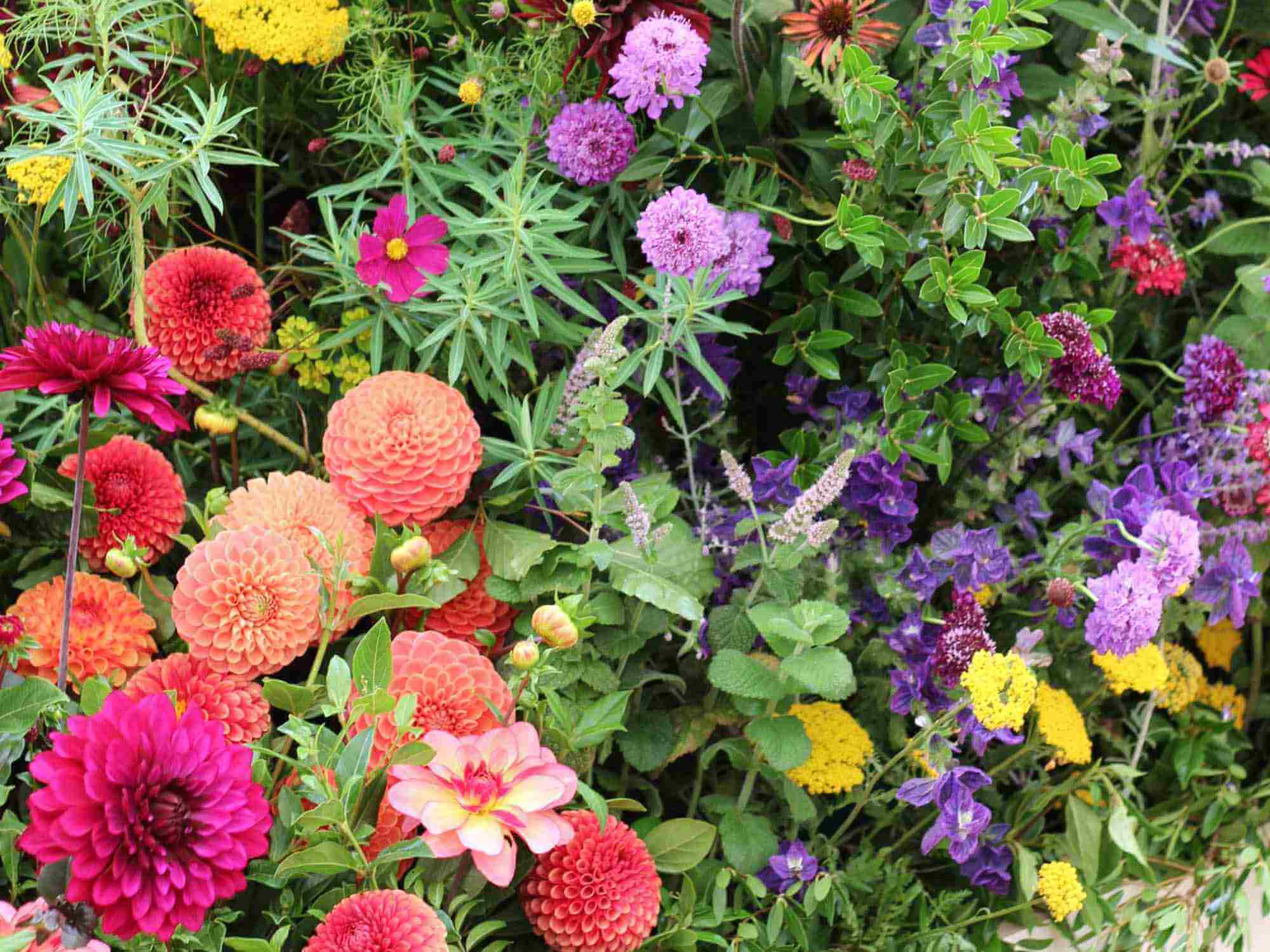 The Best Plant Combinations for Top Planting Schemes - Primrose