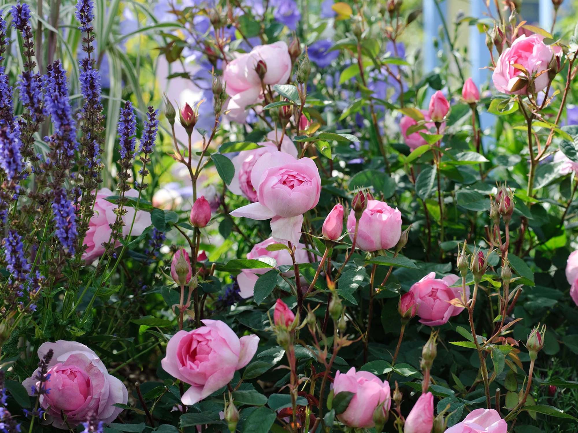 The Best Plant Combinations for Top Planting Schemes - Primrose