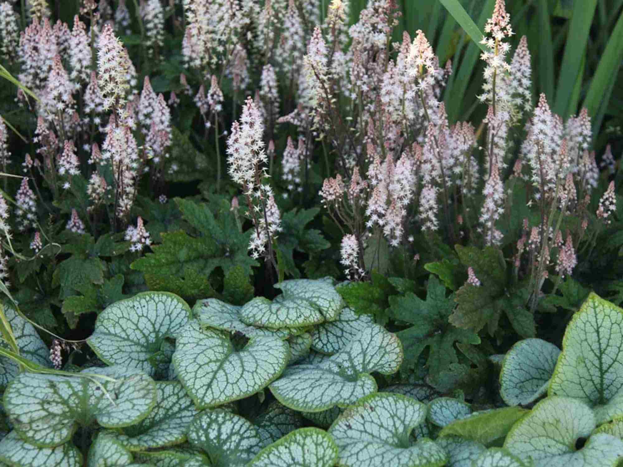 The Best Plant Combinations for Top Planting Schemes - Primrose