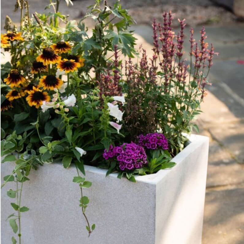 Planter Ideas & Advice - Primrose Garden Club | Expert Tips, Advice ...