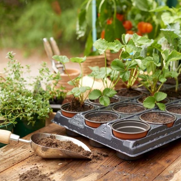 How to Get Your Greenhouse Ready for Spring - Primrose Garden Club ...