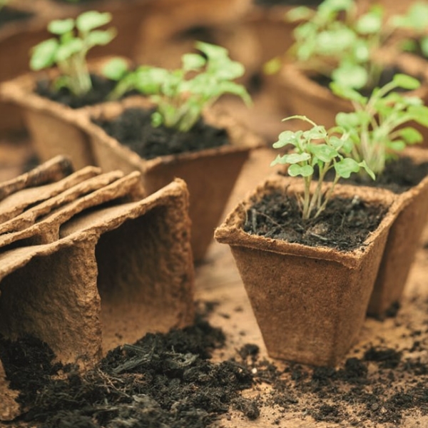 How to Get Your Greenhouse Ready for Spring - Primrose Garden Club ...