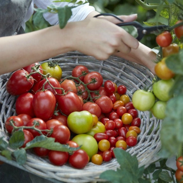 How to Get Your Greenhouse Ready for Spring - Primrose Garden Club ...