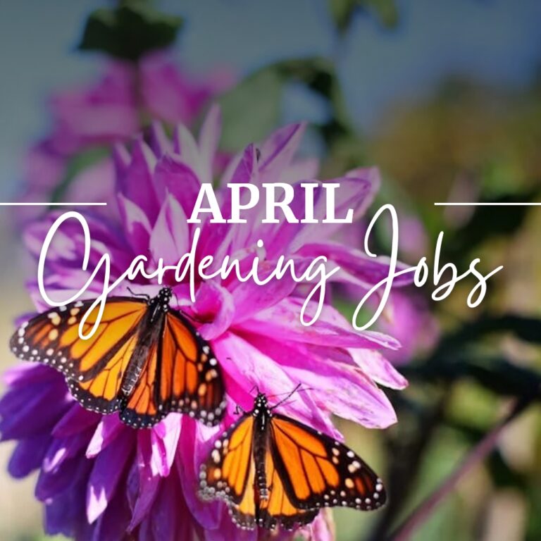 Primrose Garden Club | Expert Tips, Advice & Inspiration - Primrose ...