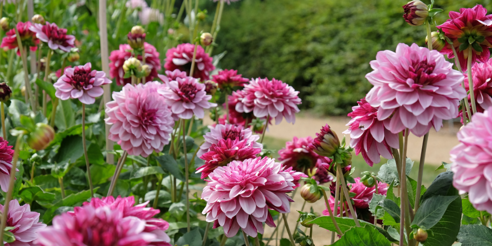 Getting Ready to Grow Dahlias in 2026 - Primrose Garden Club | Expert ...