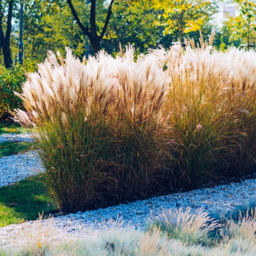 Project garden: One small step - Primrose Garden Club | Expert Tips ...